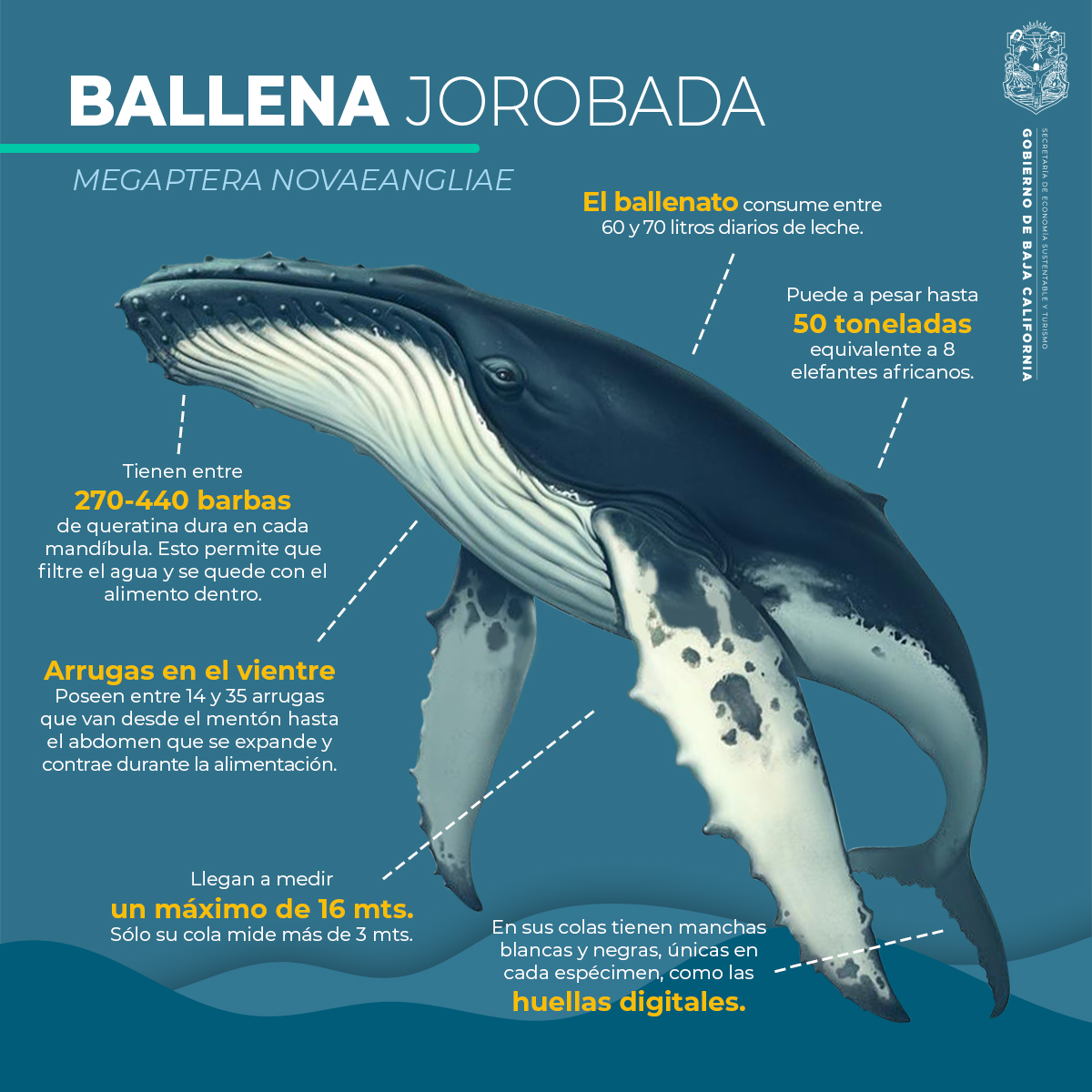 ¡Belleza natural! Ballenas grises llegarán a Baja California - Turismo ...