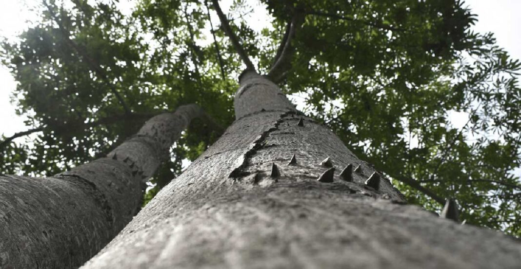 Por el día del árbol te presentamos cinco árboles famosos en México ...