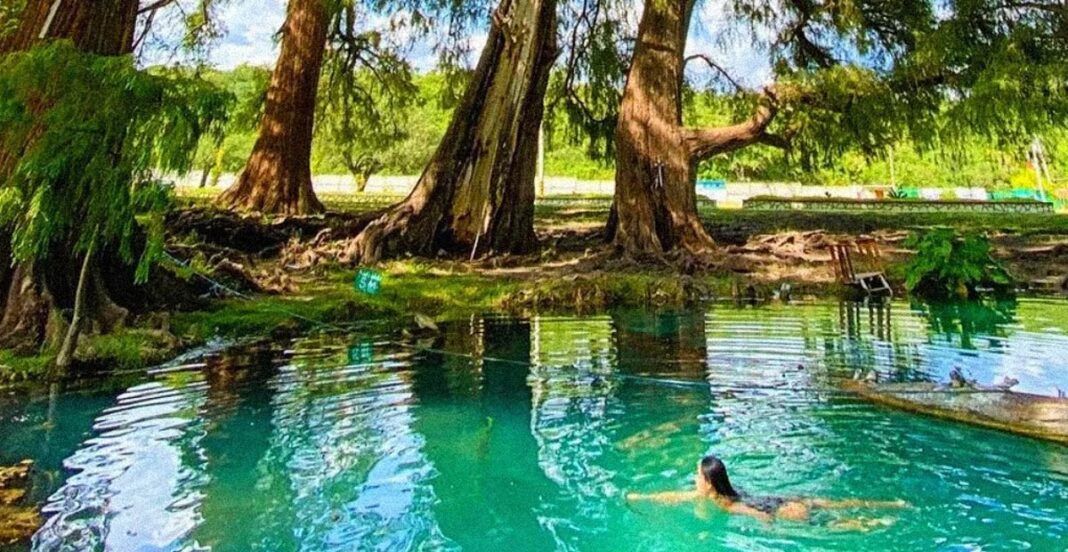 Conoce los Ahuehuetes, un manantial cristalino rodeado de árboles ...