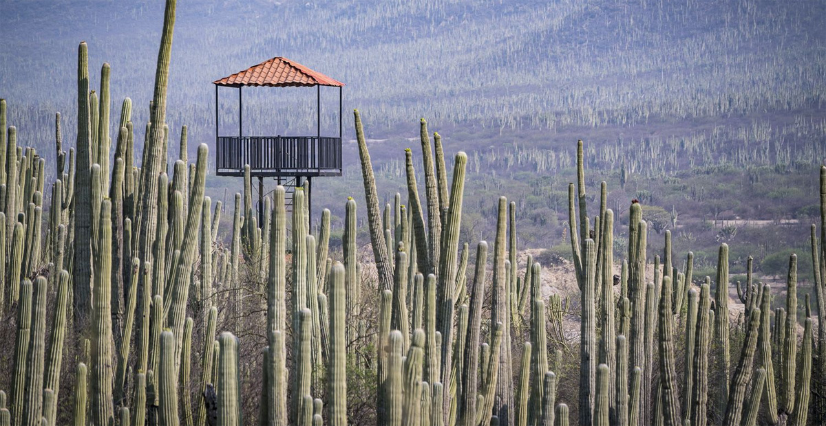 Conoce Zapotitlán, Salinas en Puebla, la tierra del cactus - Turismo a ...