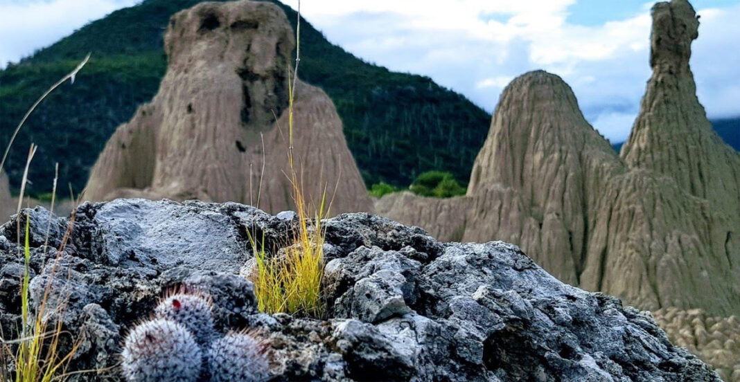 Conoce Zapotitlán, Salinas en Puebla, la tierra del cactus - Turismo a ...