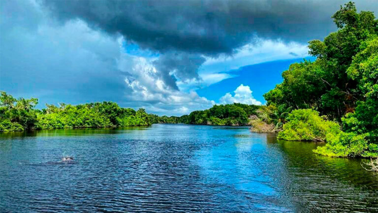 Pantanos de Centla: el humedal más grande de Mesoamérica y un paraíso ...