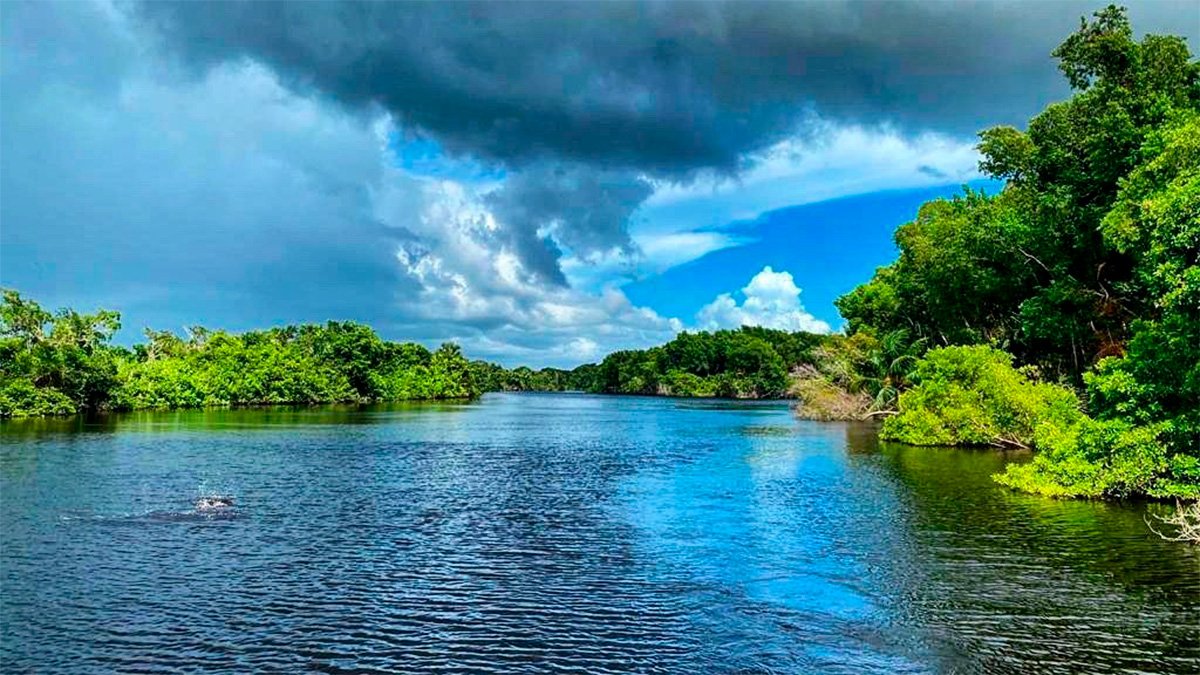 Pantanos de Centla: el humedal más grande de Mesoamérica y un paraíso ...