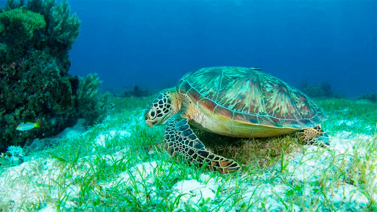 Xcacel-Xcacelito: El santuario natural de la Riviera Maya