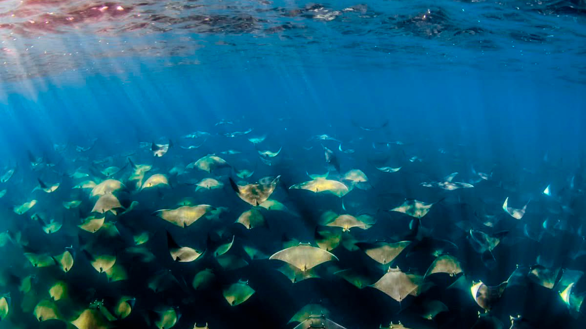 Cabo Pulmo: El paraíso marino de México que protege el arrecife de ...