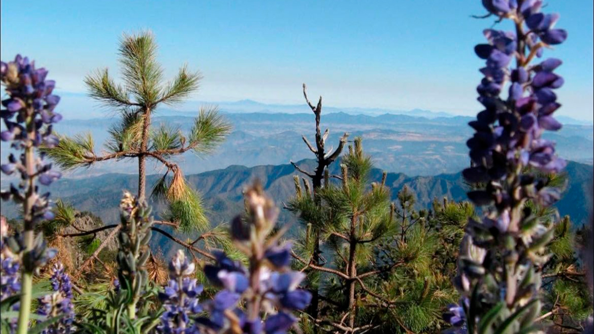 Parque Nacional Nevado de Colima: un museo vivo de naturaleza, historia ...